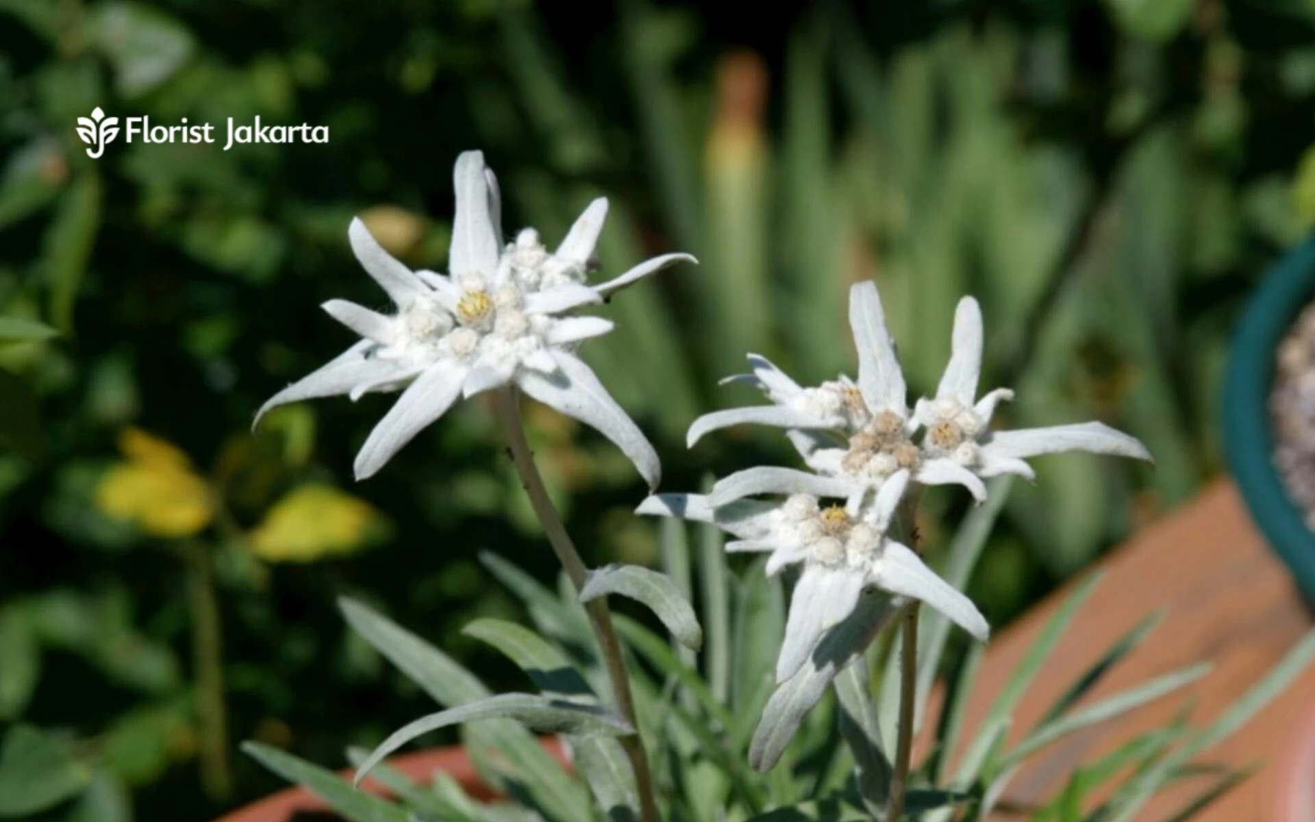 Cara Budi Daya Bunga Edelweis : Tips Mudah Cepat Bisa